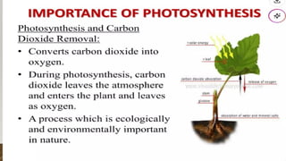 Understanding Photosynthesis: Plant Structures and Processes Explained ...