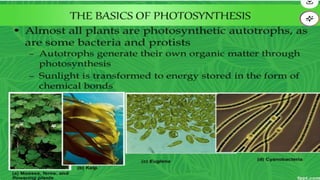 Understanding Photosynthesis: Plant Structures and Processes Explained ...