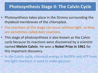 Photosynthesis | PPTX