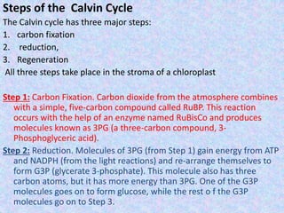 Photosynthesis | PPT