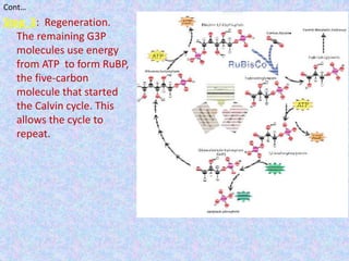 Photosynthesis | PPTX