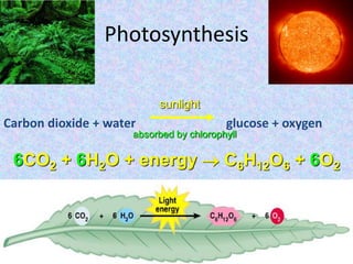 Photosynthesis | PPT