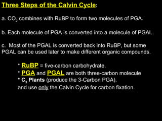Photosynthesis | PPT