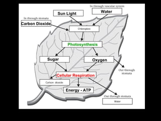Photosynthesis | PPT