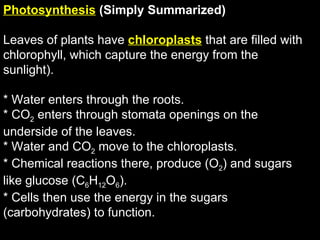 Photosynthesis | PPT