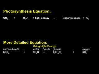 Photosynthesis | PPT