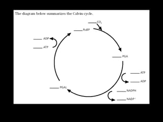 Calvin Cycle Blank Diagram