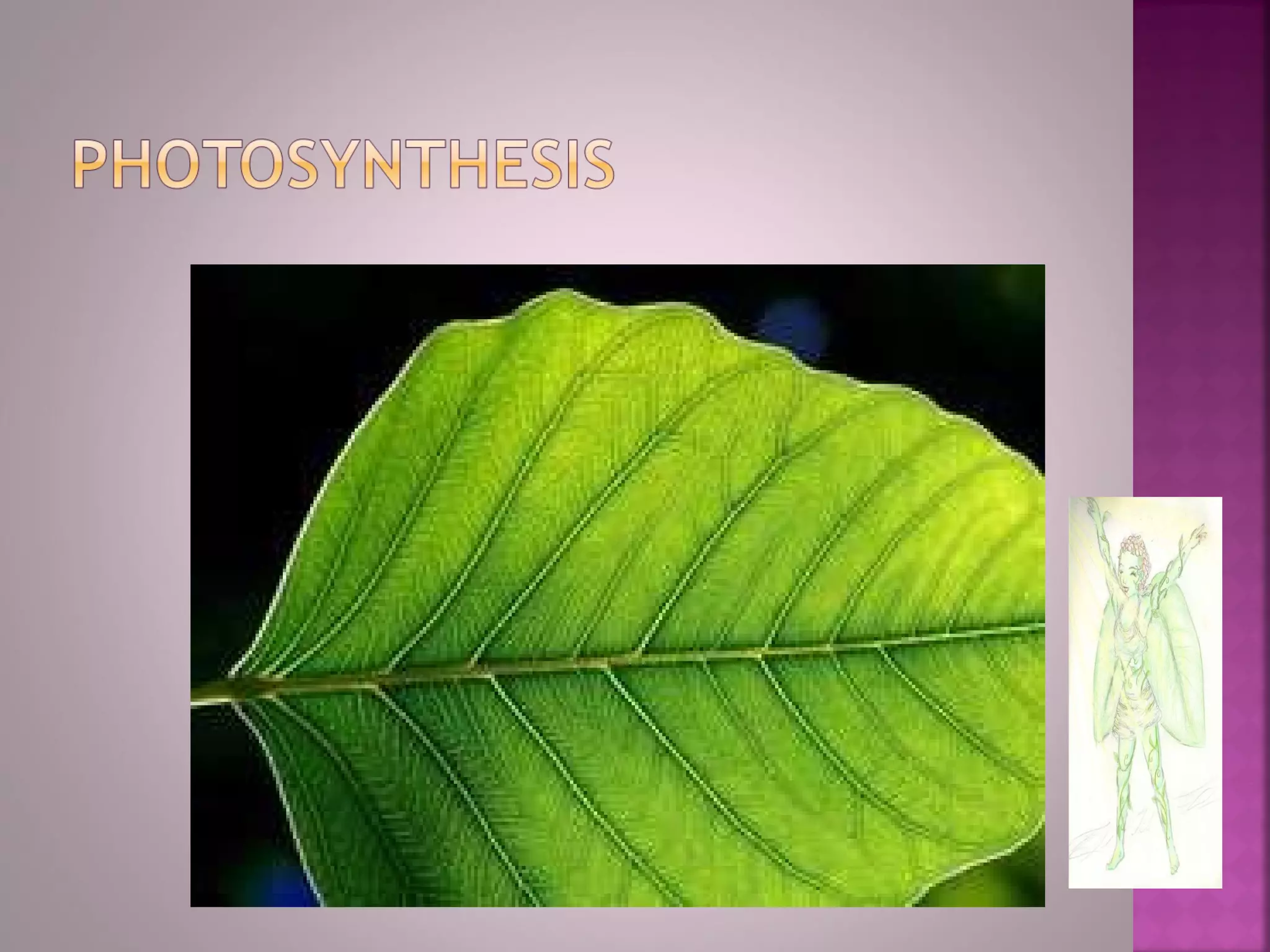 Photosynthesis.a2ppt | PPT