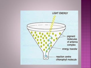 Photosynthesis.a2ppt | PPT