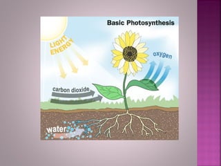 Photosynthesis.a2ppt | PPT