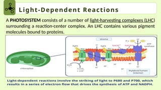Photosynthesis-and-Cellular-Respiration.pptx