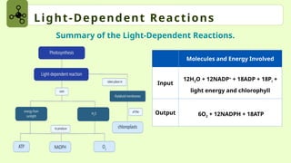 Photosynthesis-and-Cellular-Respiration.pptx
