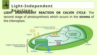 Photosynthesis-and-Cellular-Respiration.pptx
