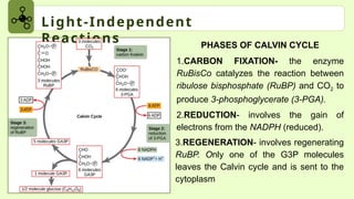 Photosynthesis-and-Cellular-Respiration.pptx