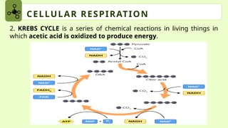 Photosynthesis-and-Cellular-Respiration.pptx