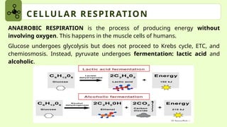Photosynthesis-and-Cellular-Respiration.pptx