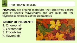 Photosynthesis-and-Cellular-Respiration.pptx