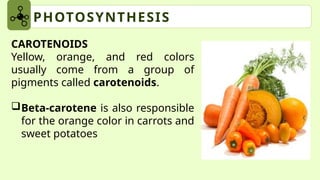 Photosynthesis-and-Cellular-Respiration.pptx