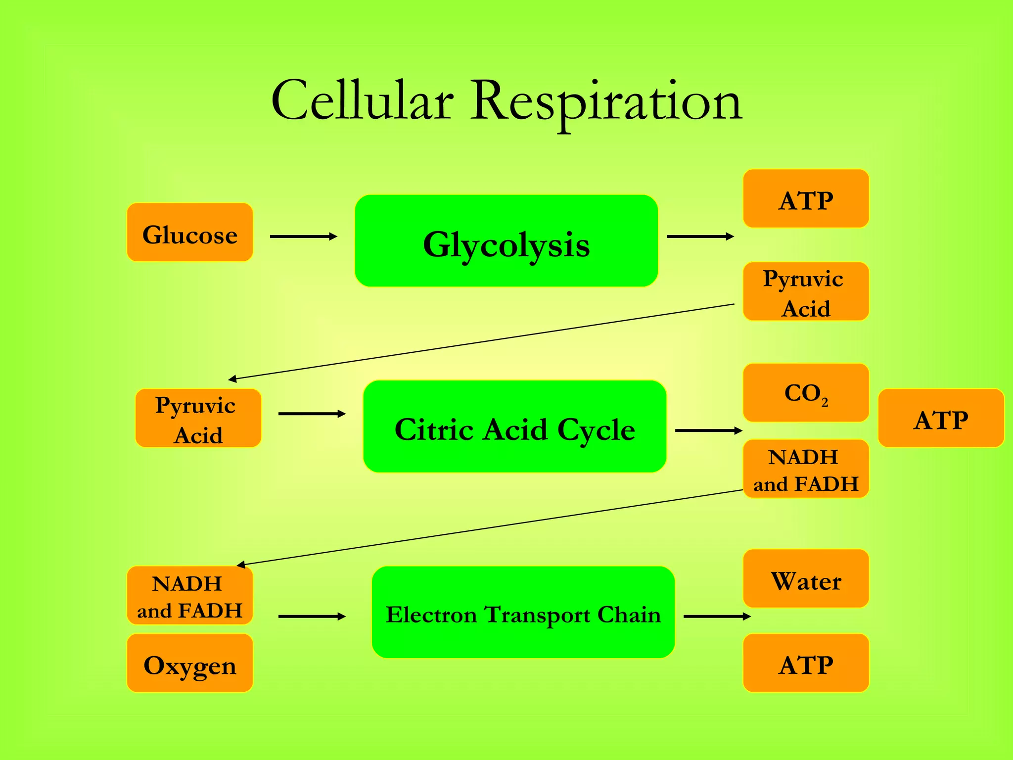 Photosynthesis And Cellular Respiration Notes New | PPT