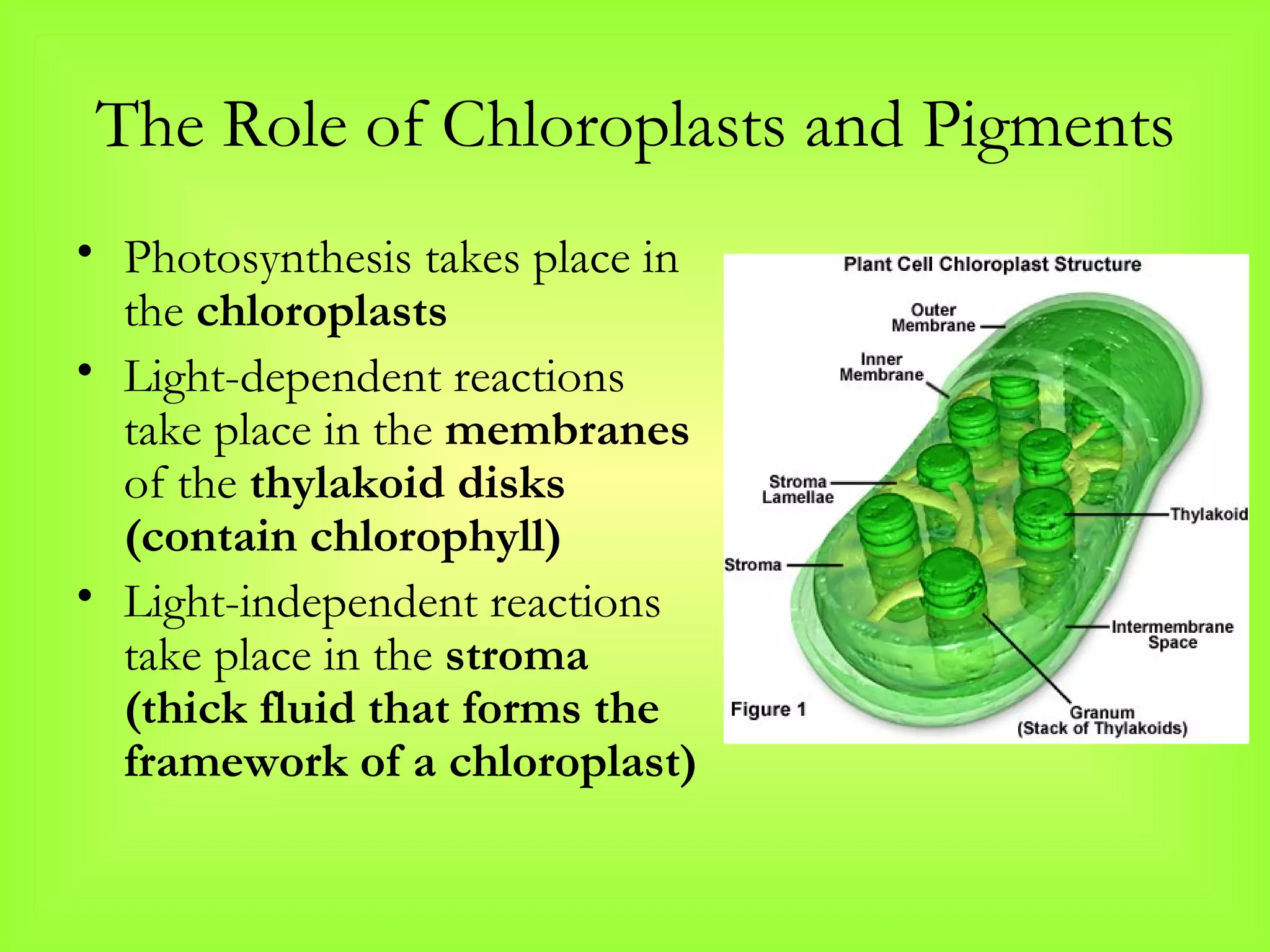Photosynthesis And Cellular Respiration Notes New | PPT | Chemistry ...