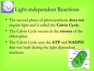 Photosynthesis And Cellular Respiration Notes New | PPT