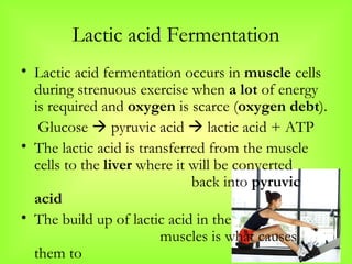 Photosynthesis And Cellular Respiration Notes New | PPT