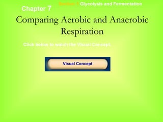 Photosynthesis And Cellular Respiration Notes New | PPT