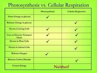 Photosynthesis And Cellular Respiration Notes New | PPT