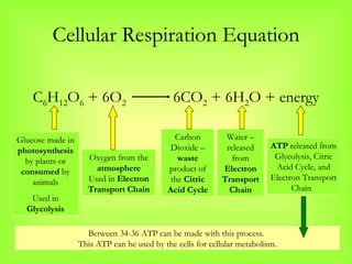 Photosynthesis Vs Cellular Respiration Equation