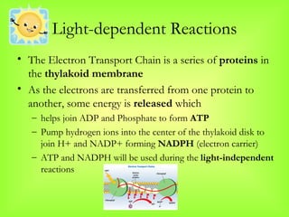 Electron Transport Chain Photosynthesis