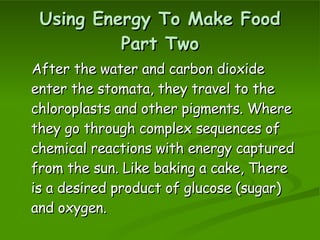 Photosynthesis and Respiration | PPT