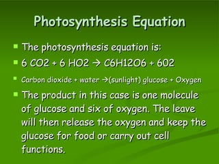 Photosynthesis and Respiration | PPT