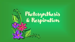 Photosynthesis-and-Respiration.pdf...... | PDF | Biological Sciences ...