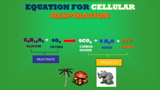 Photosynthesis-and-Respiration.pdf...... | PDF | Biological Sciences ...