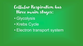 Photosynthesis-and-Respiration.pdf...... | PDF | Biological Sciences ...