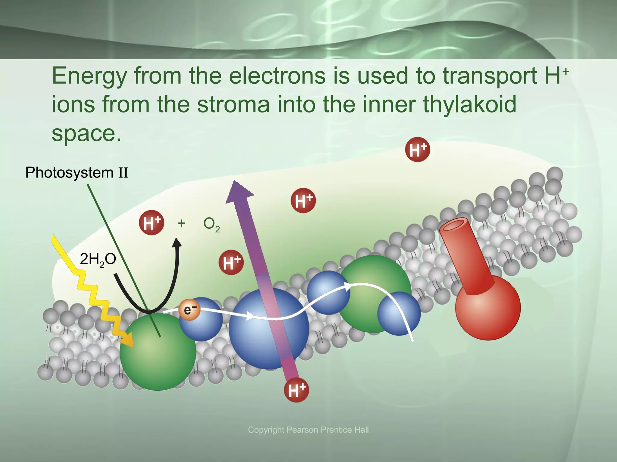 Photosynthesis | PPT