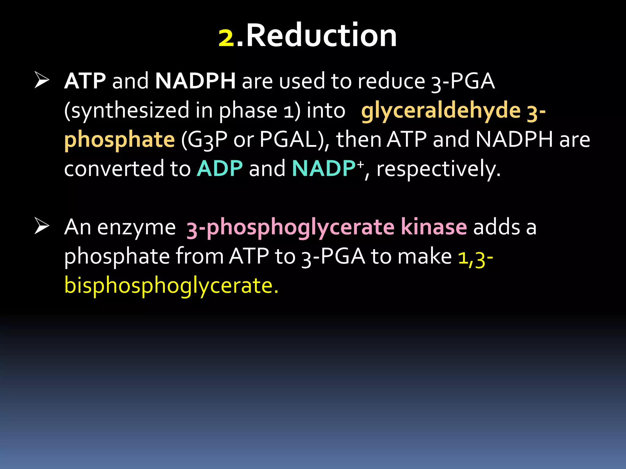 Photosynthesis calvin cycle | PPTX