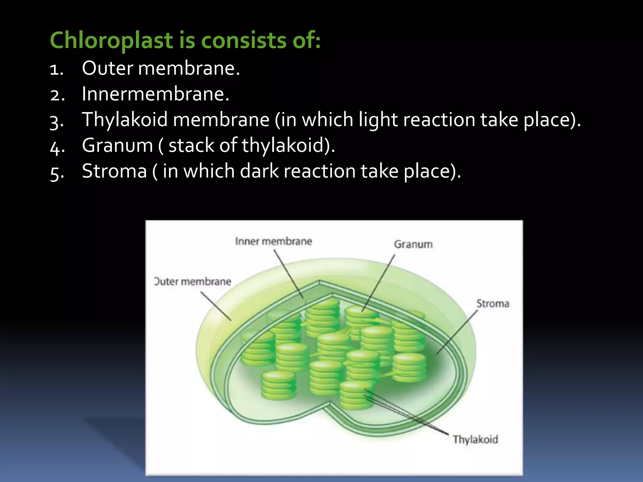 Photosynthesis calvin cycle | PPTX