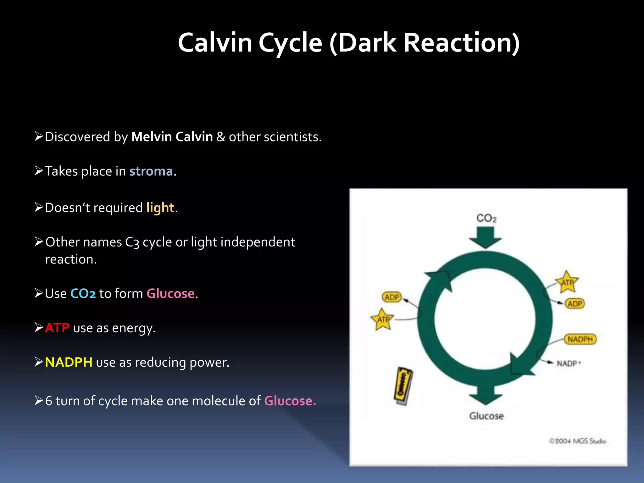 Photosynthesis calvin cycle | PPTX