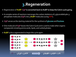 Photosynthesis calvin cycle | PPTX