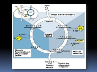 Calvin Cycle For Kids