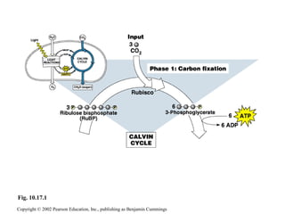 Carbon Fixation Diagram