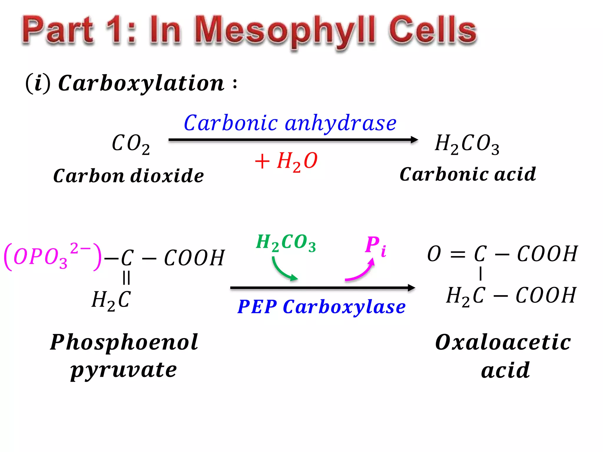 Photosynthesis | PPTX