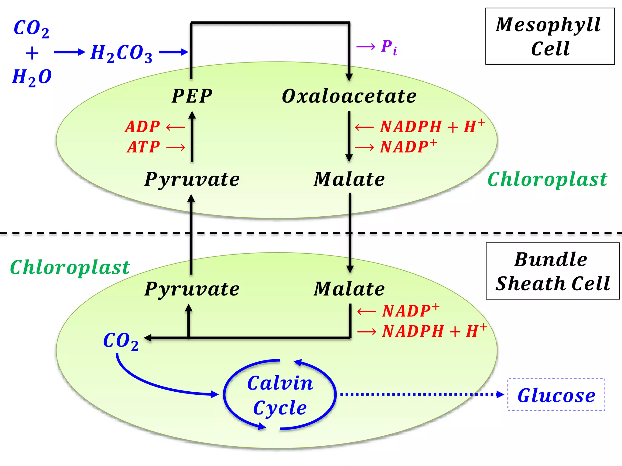 Photosynthesis | PPTX