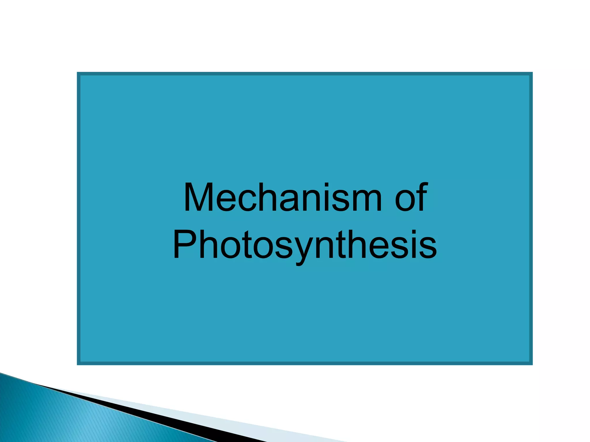Photosynthesis process (light and dark reactions) | PPT