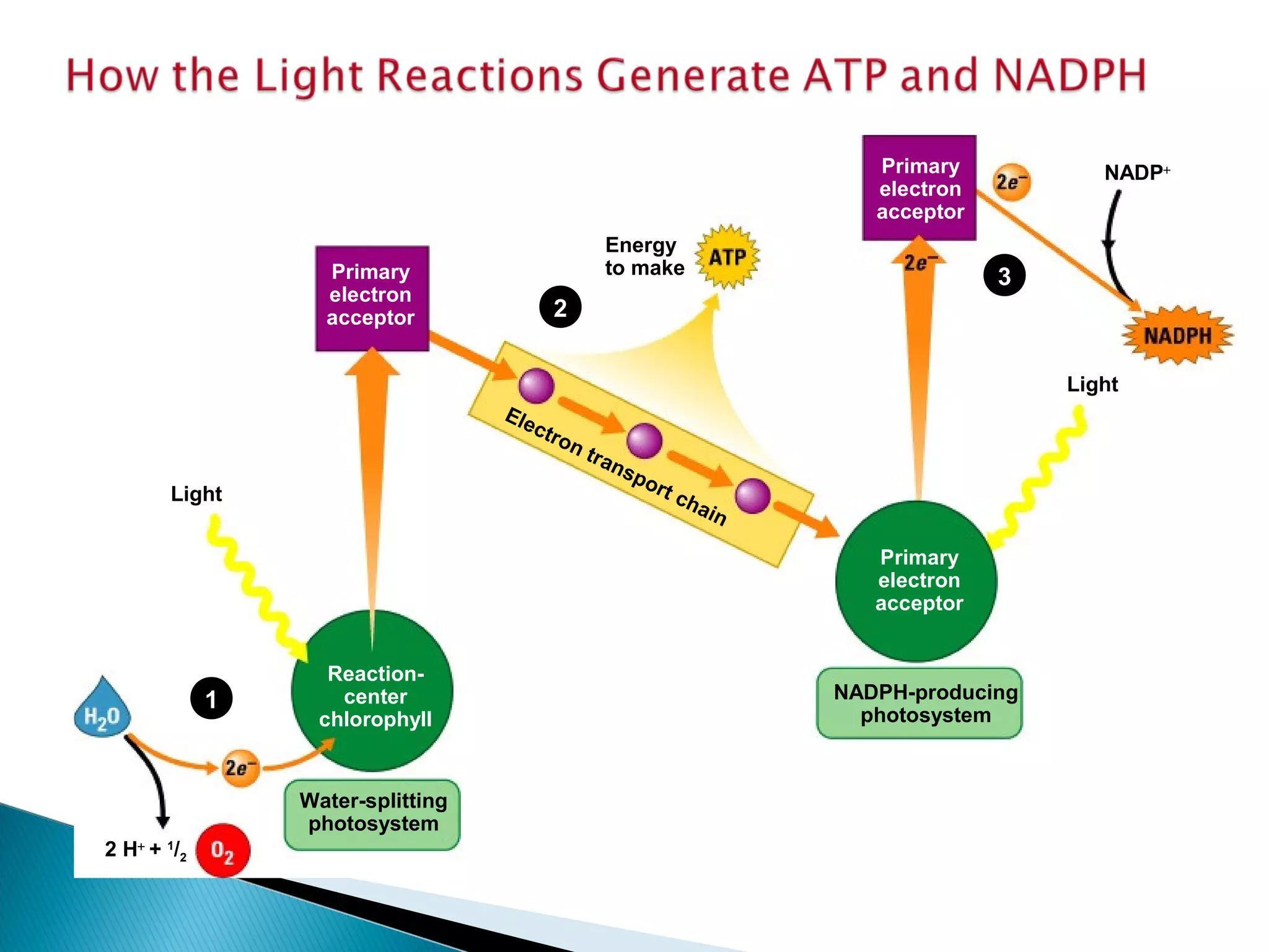 Photosynthesis process (light and dark reactions) | PPT