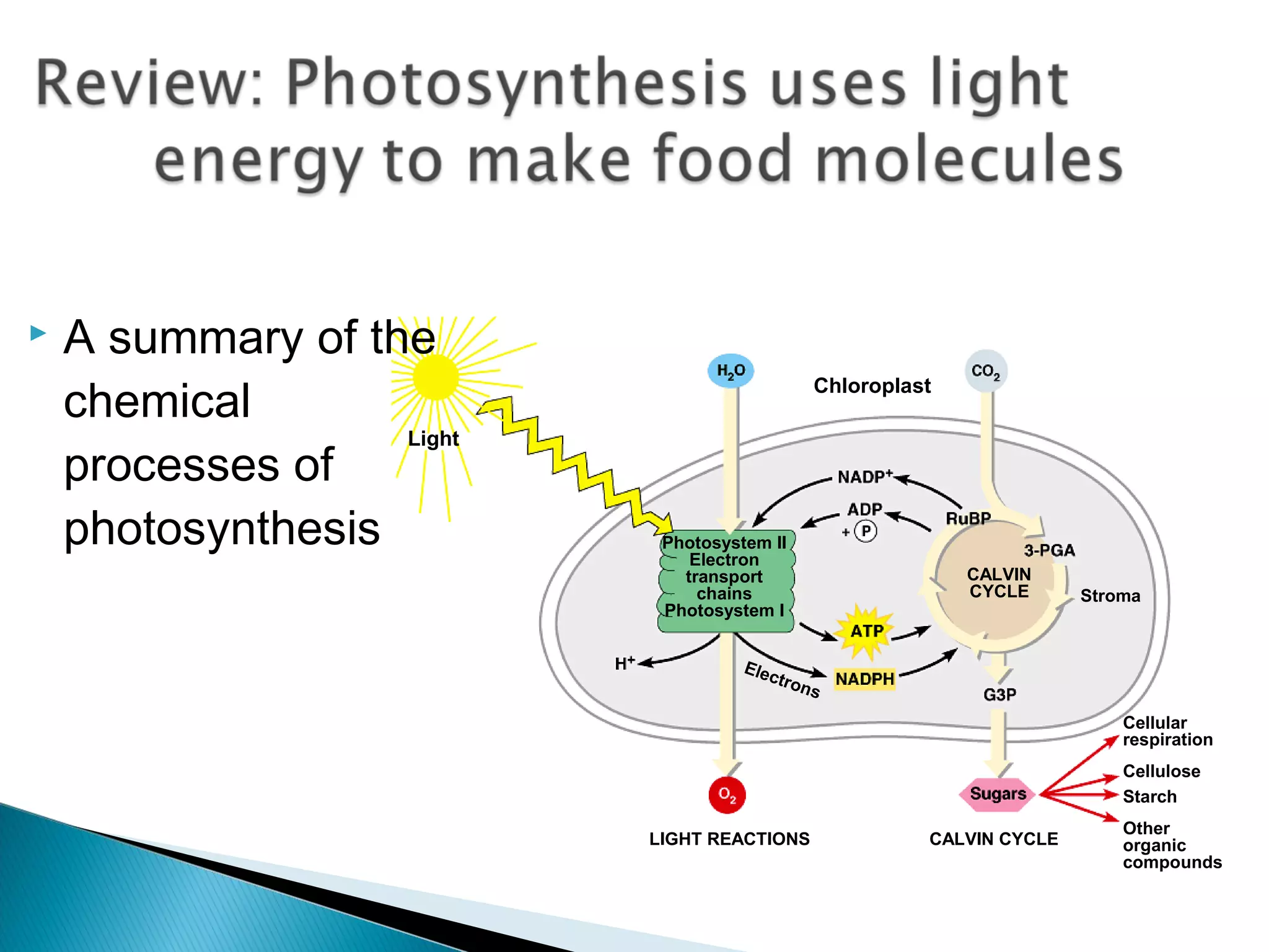 Photosynthesis process (light and dark reactions) | PPT