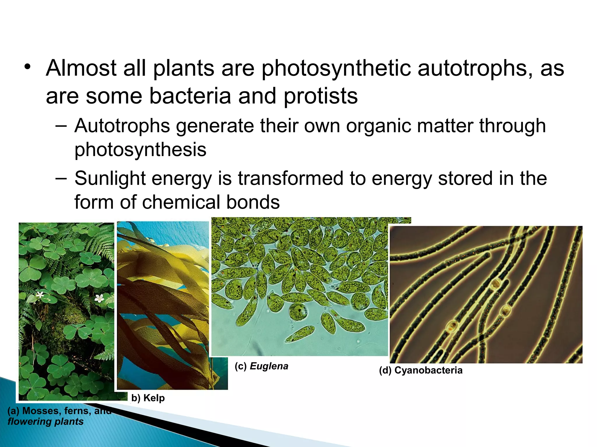 Photosynthesis process (light and dark reactions) | PPT