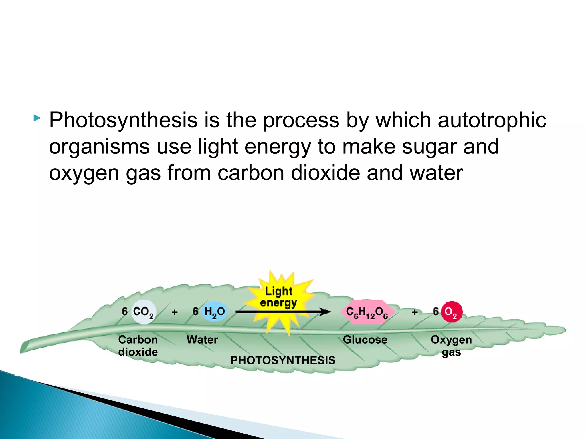 Photosynthesis process (light and dark reactions) | PPT