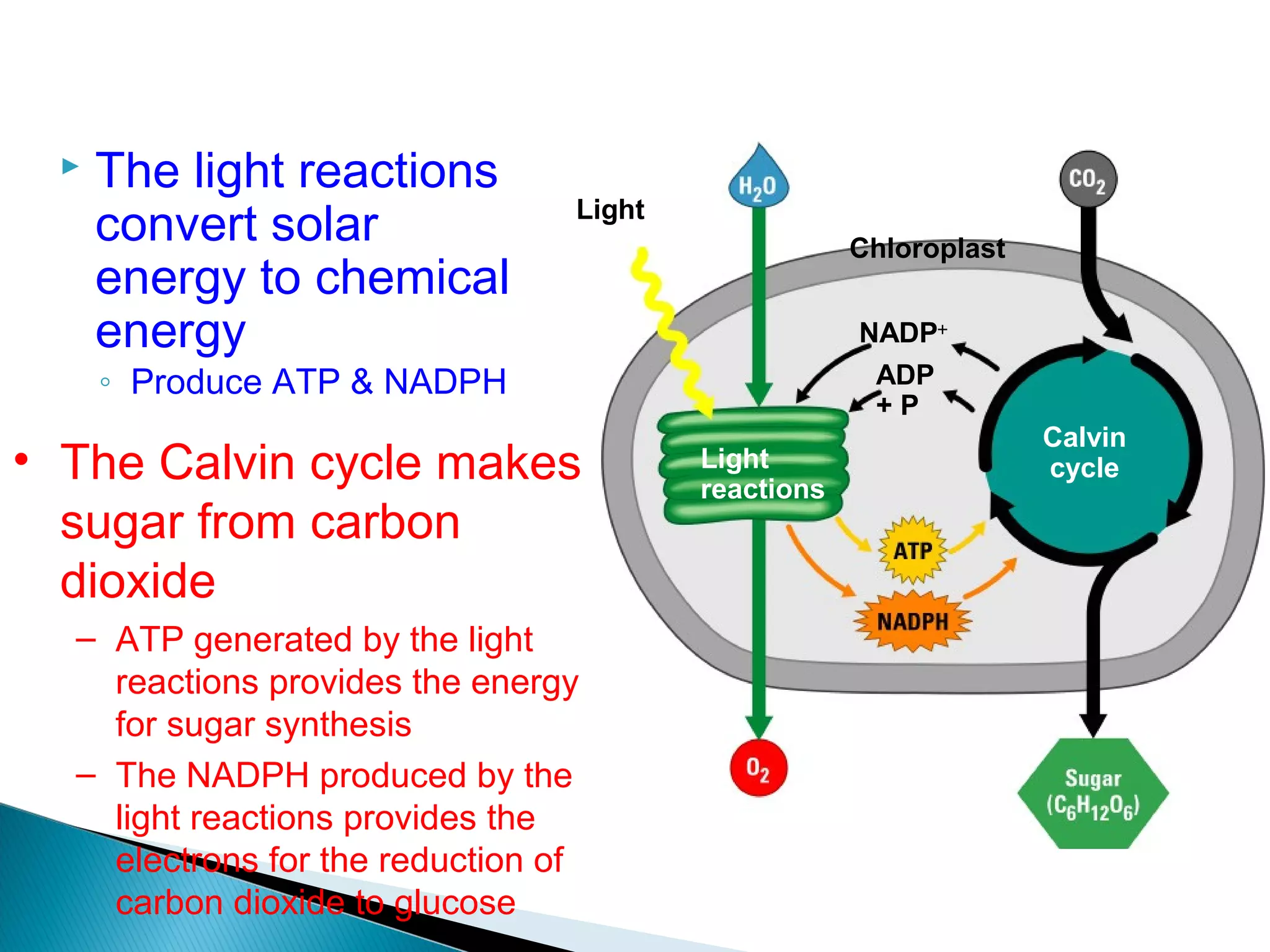 Photosynthesis process (light and dark reactions) | PPT